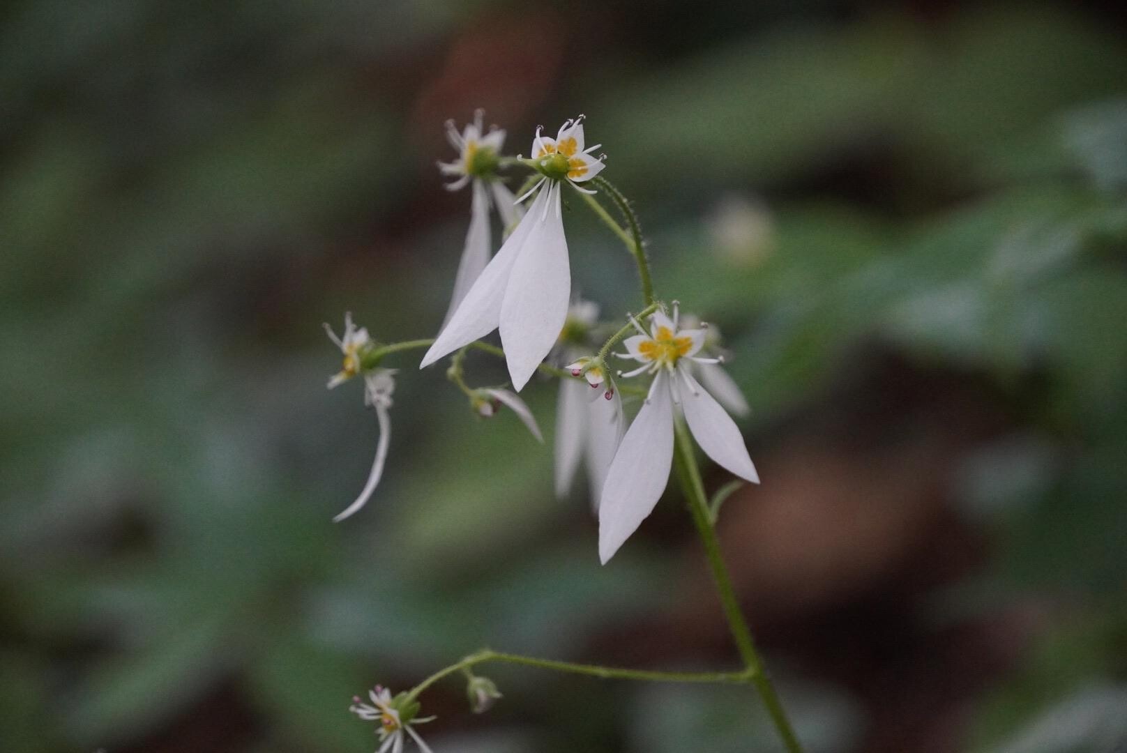 角田山⛰️此の入沢↑灯台↓🌼 / rirunaoさんの角田山の活動データ | YAMAP / ヤマップ