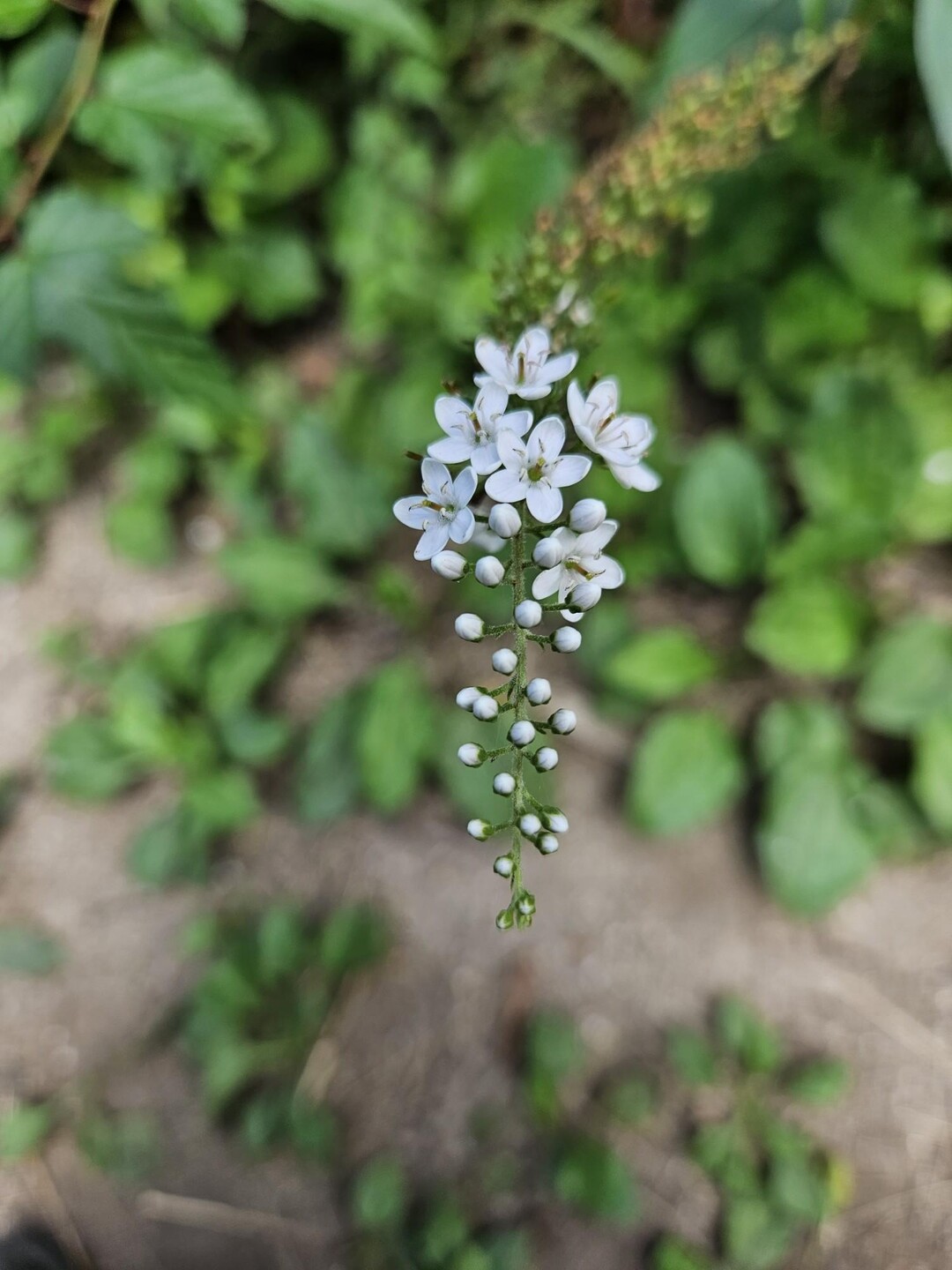 真夏の金剛山 / yukimamireさんの金剛山・二上山・大和葛城山の活動データ | YAMAP / ヤマップ