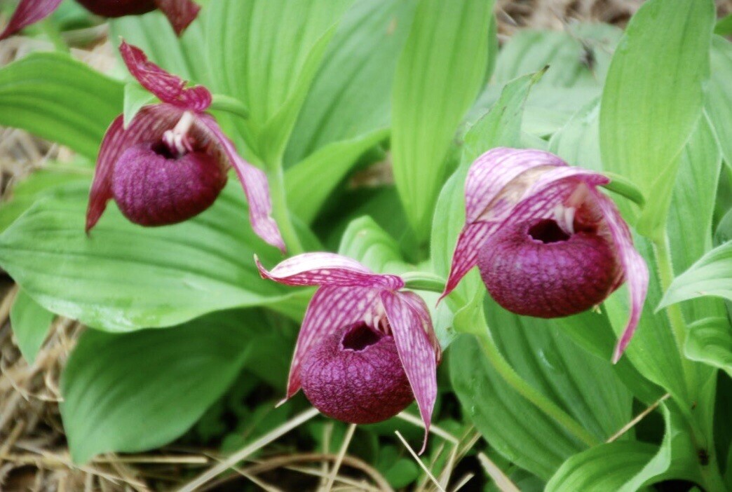 花女＋子日記① / 登 人 《 ITC-ONE 》さんの入笠山の活動データ | YAMAP / ヤマップ