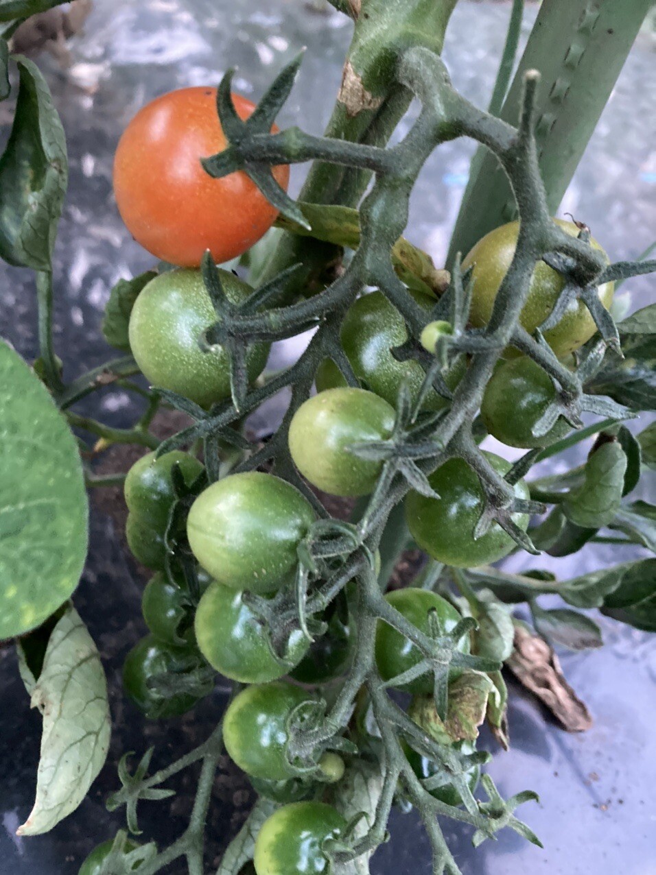 仕事帰り、畑によって帰る。 🍅🍅🍅... / tomatoさんのモーメント | YAMAP / ヤマップ