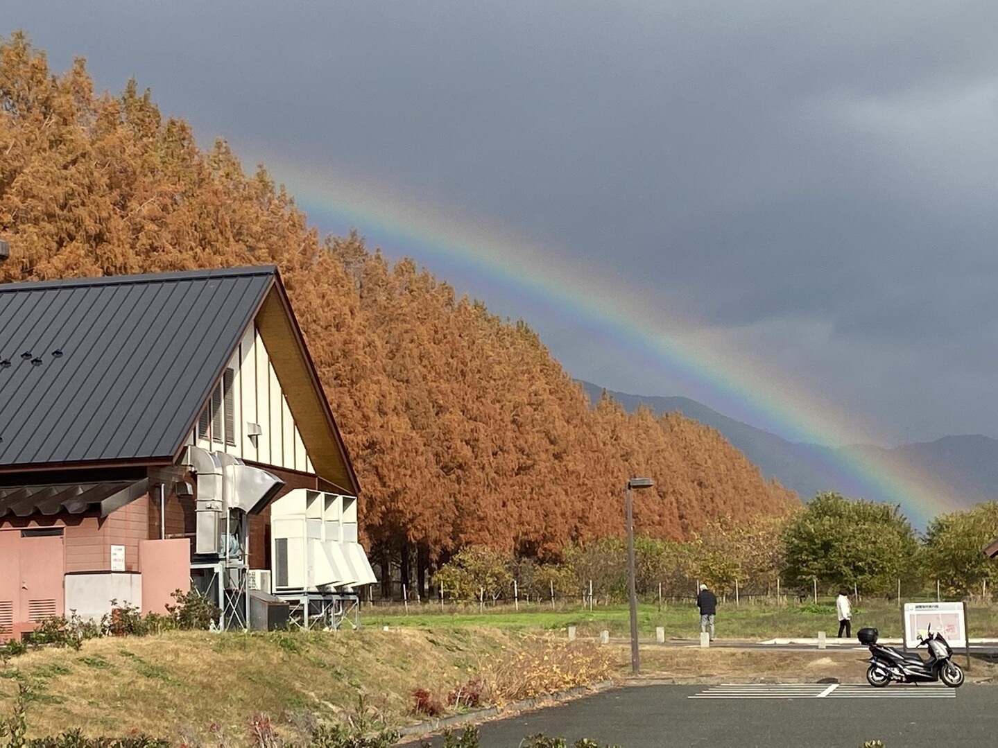 木曜日のメタセコイア並木 この時期にメタ... / ko-1さんのモーメント | YAMAP / ヤマップ