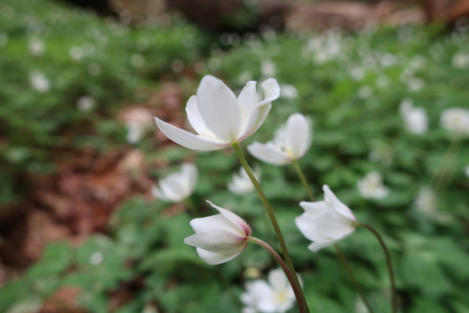 秘密の花園🤫🤫～月居山・鍋転山～ / ponさんの奥久慈男体山・月居山・篭岩（篭岩山）の活動日記 | YAMAP / ヤマップ