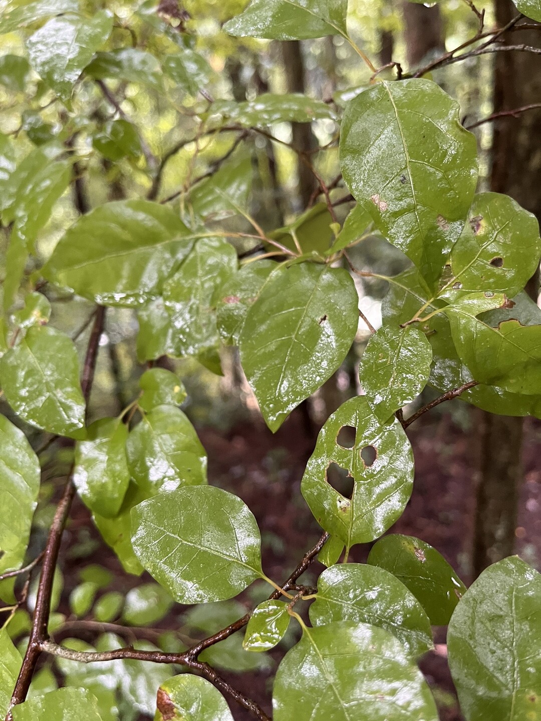(° ︎°) 顔に見えるやつ(-᷅_-᷄... / もり田さんのモーメント | YAMAP / ヤマップ