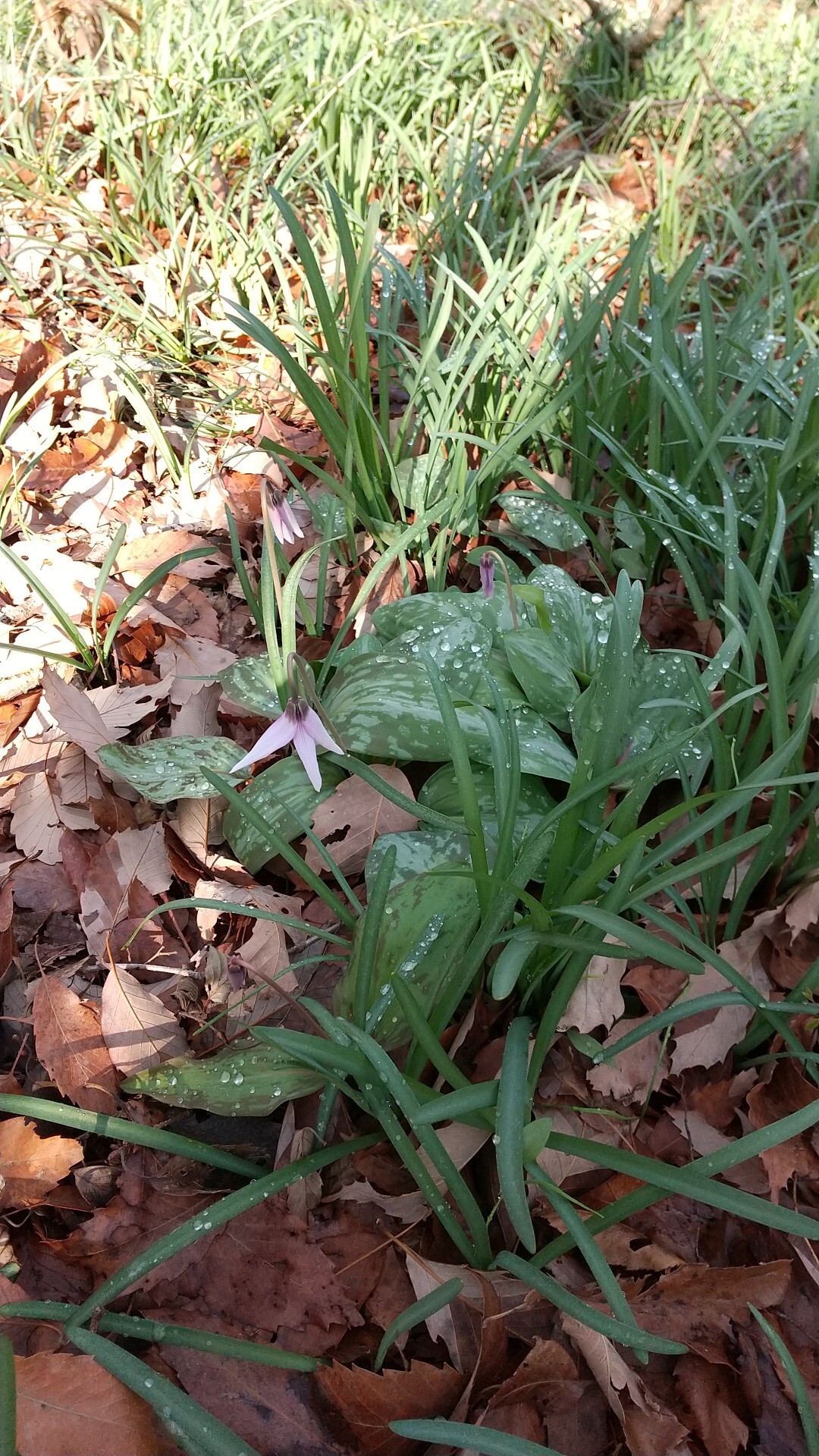 三毳山(みかも山)-2020-03-15 / noriyamaさんの三毳山の活動データ | YAMAP / ヤマップ