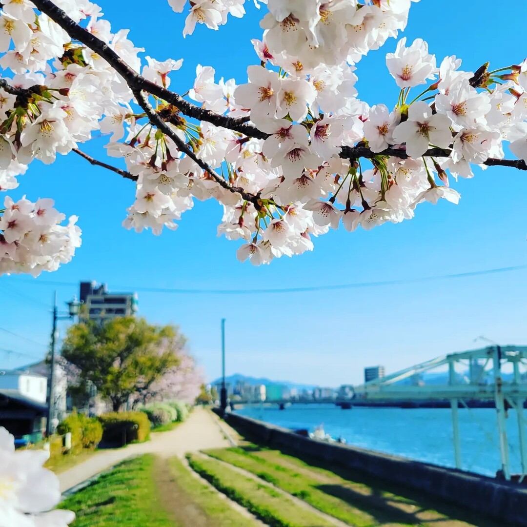 ウォーキング通勤で花見 エエ天気じゃの... / NOMさんのモーメント | YAMAP / ヤマップ