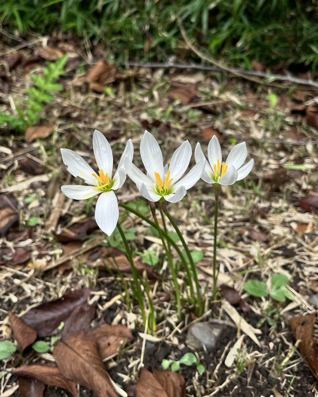 衣笠山・大楠山・権現山 / tomongerさんの大楠山・武山・三浦富士の活動日記 | YAMAP / ヤマップ