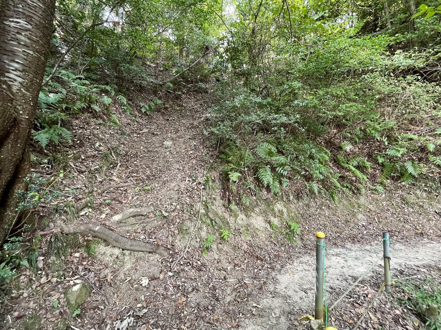 Yasさんの投稿したフィールドメモ | YAMAP / ヤマップ