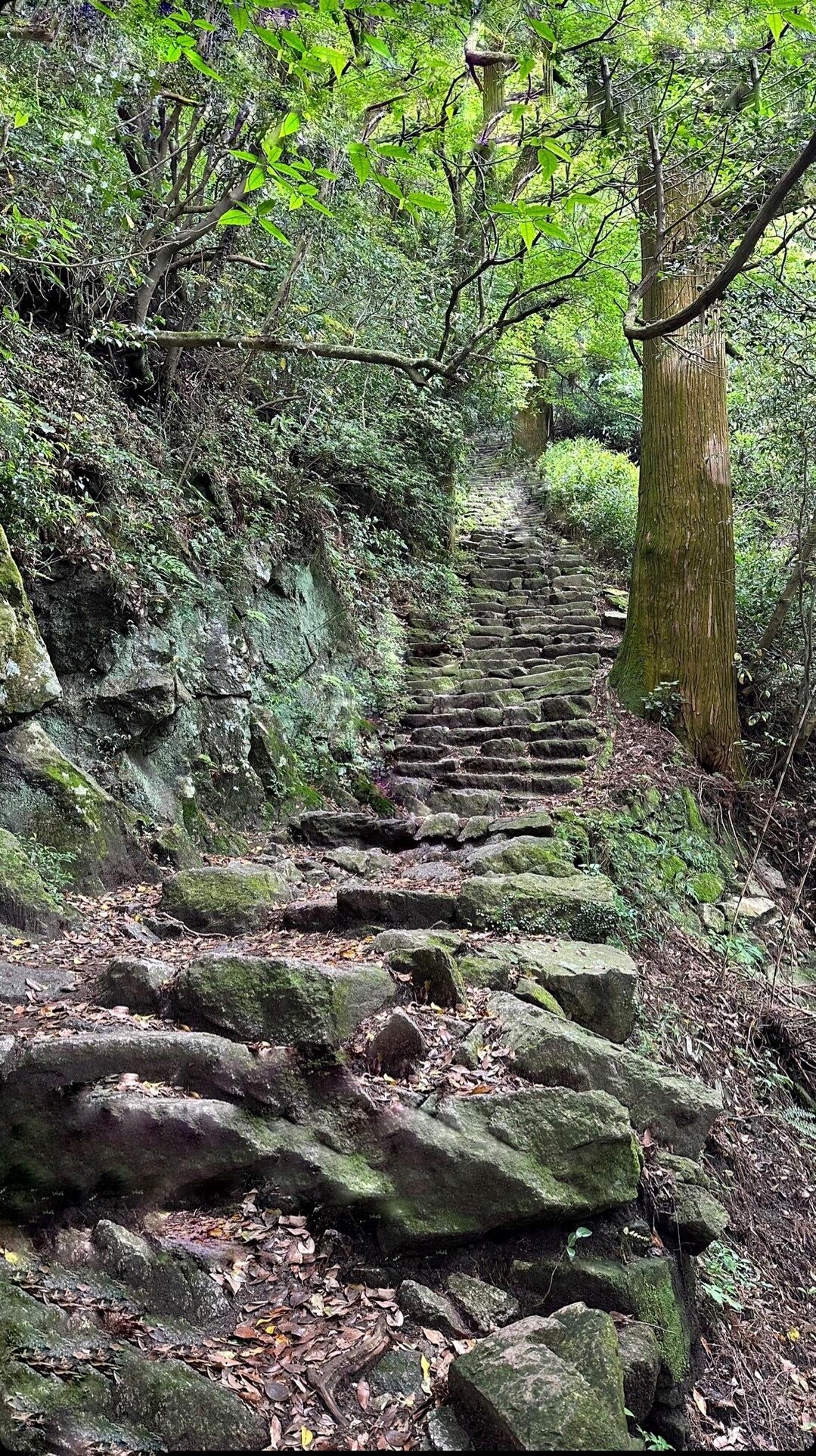 宝満山-2023-06-10 / chiiccaさんの宝満山・三郡山・若杉山の活動データ | YAMAP / ヤマップ