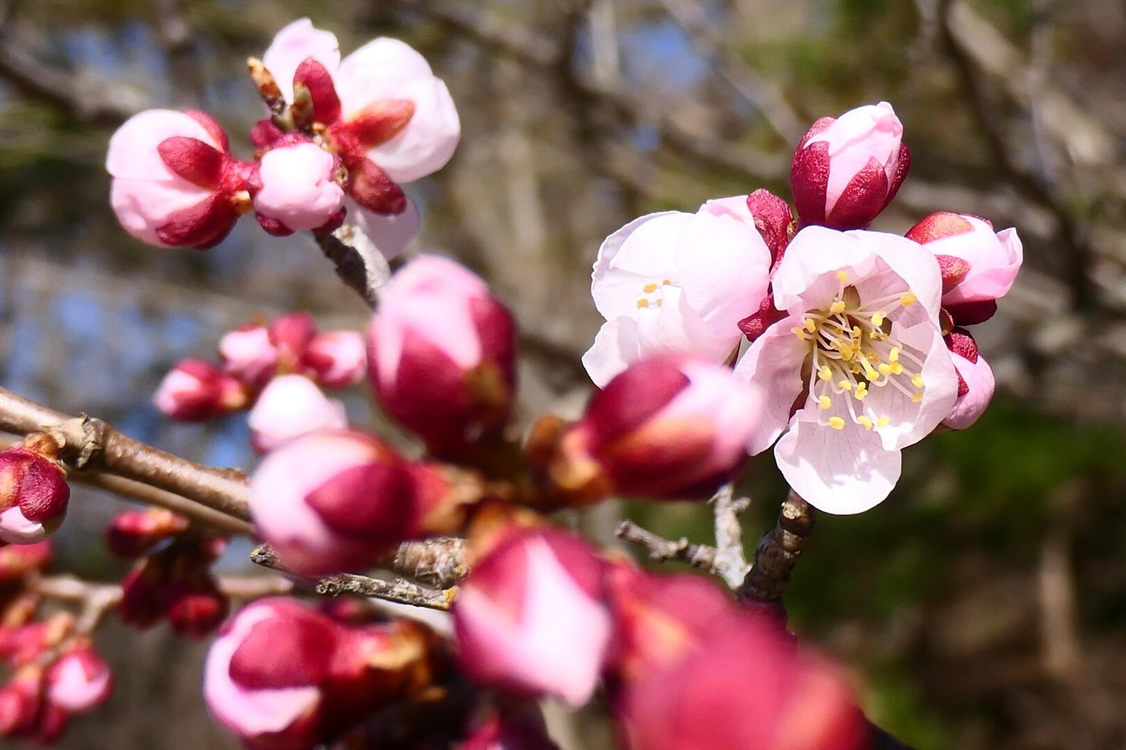 浅虫森林公園の春 / yama0028さんの高森山・屋敷山の活動データ | YAMAP / ヤマップ