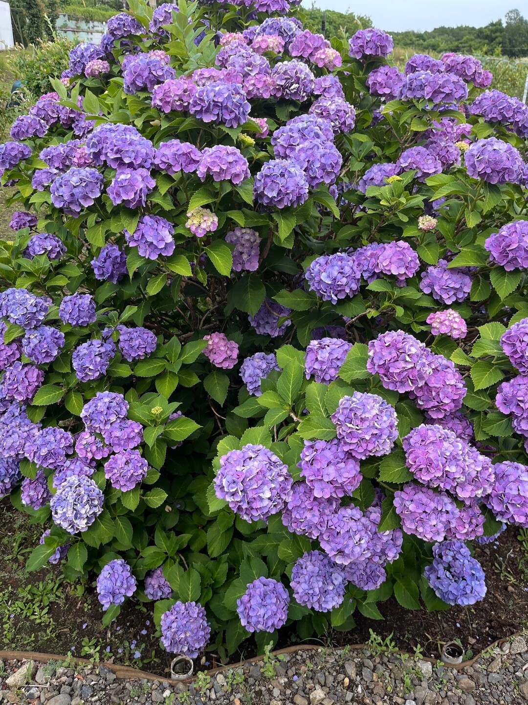 薬師池公園からの〜♪♪ / asamiさんの大山の活動日記 | YAMAP / ヤマップ