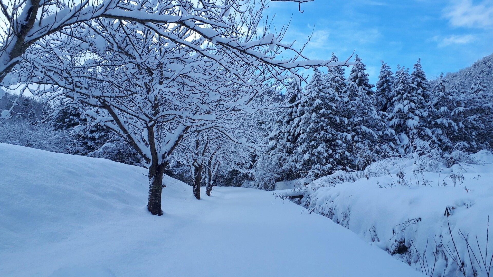 手間要害山 / RYUさんの要害山・母塚山の活動データ | YAMAP / ヤマップ