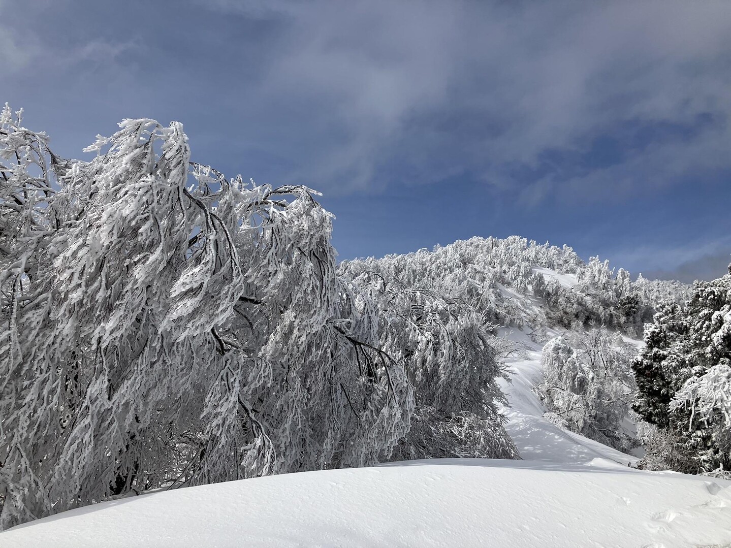 トレースが消えた、、医王山 / Live 4 todayさんの医王山・白兀山・箱屋谷山の活動データ | YAMAP / ヤマップ