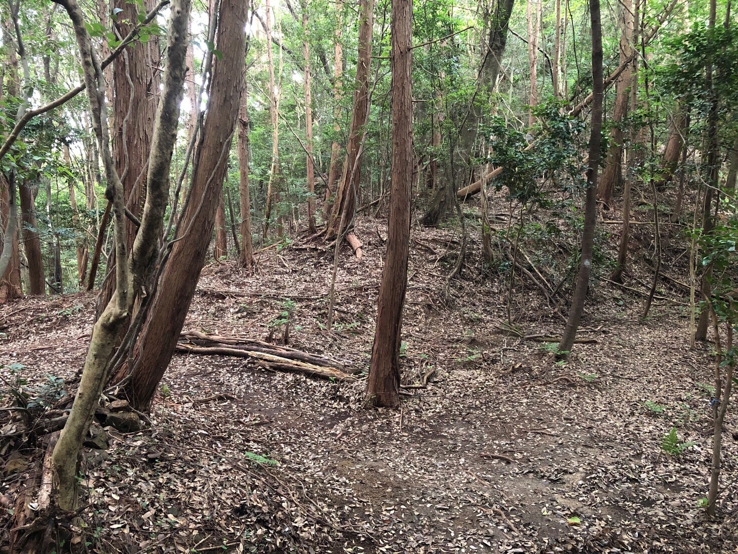 NORYさんの投稿したフィールドメモ | YAMAP / ヤマップ