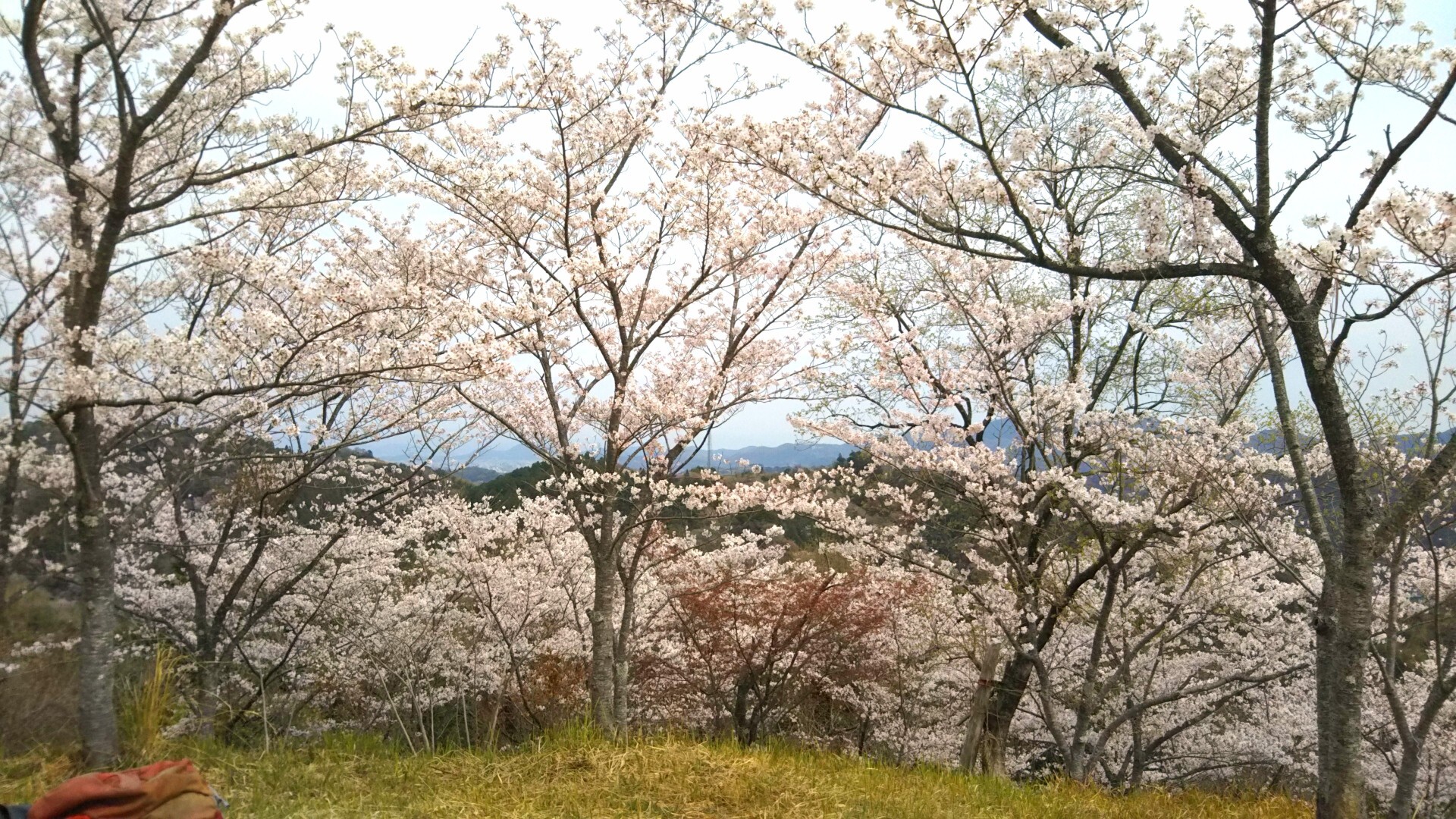 加茂山-2022-03-28 / kamatyさんの登山の活動データ | YAMAP / ヤマップ