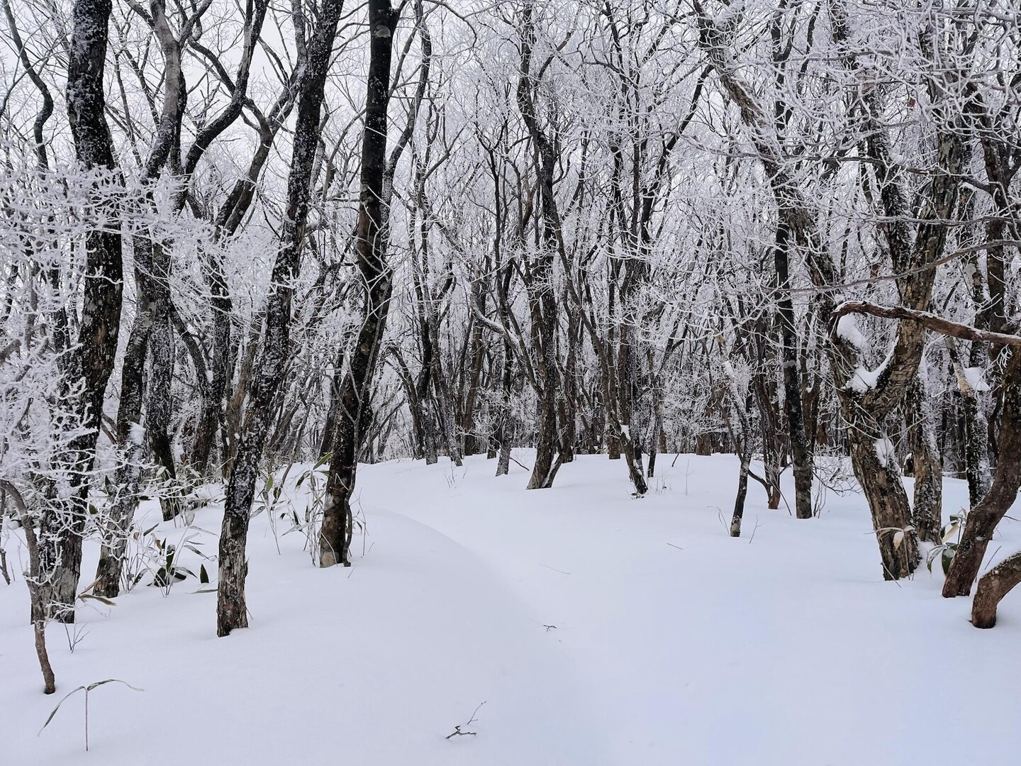 大滝根山 / muramiさんの大滝根山の活動データ | YAMAP / ヤマップ