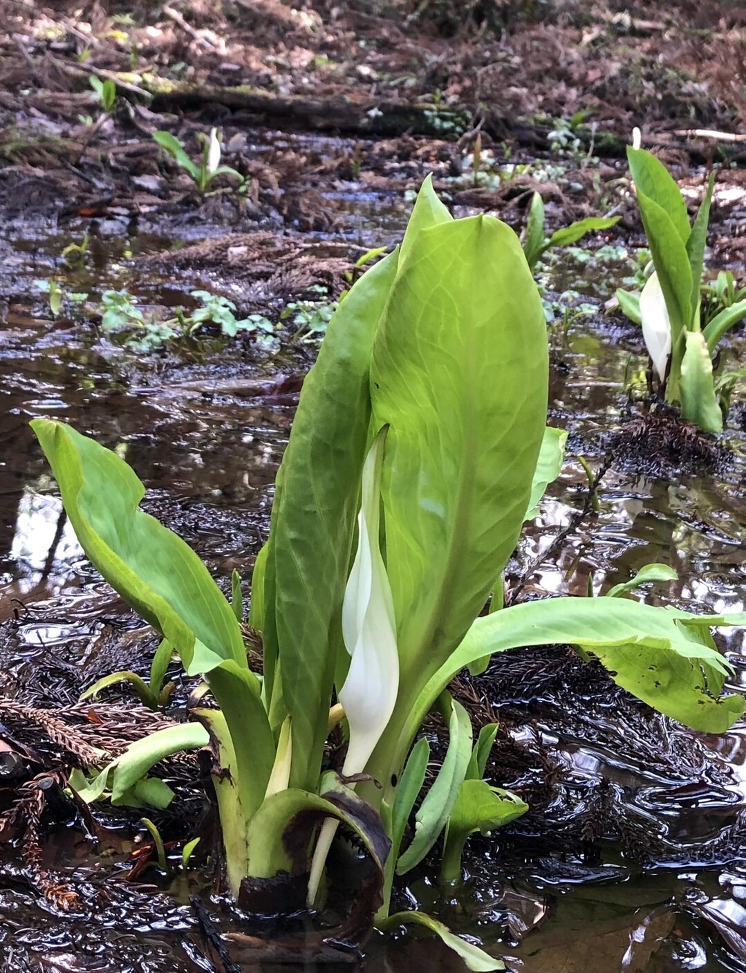 宮前から灯台 白白白🥰 / ワンさんさんの角田山の活動データ | YAMAP / ヤマップ