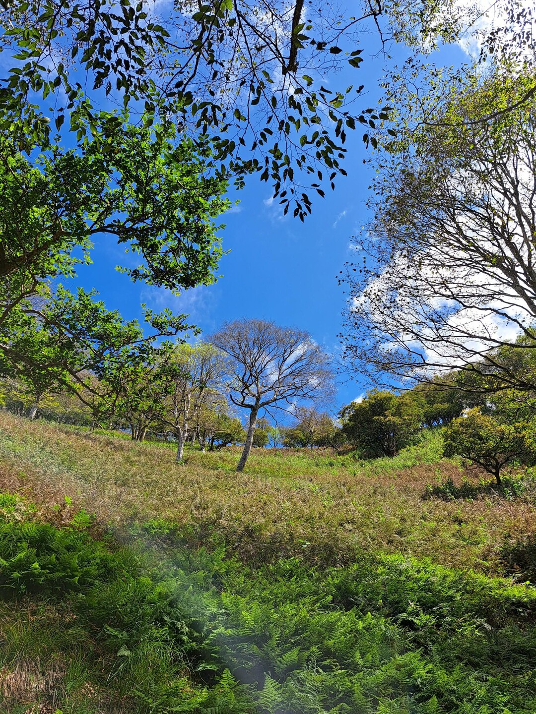 綿向山 51 / itimiさんの綿向山の活動データ | YAMAP / ヤマップ