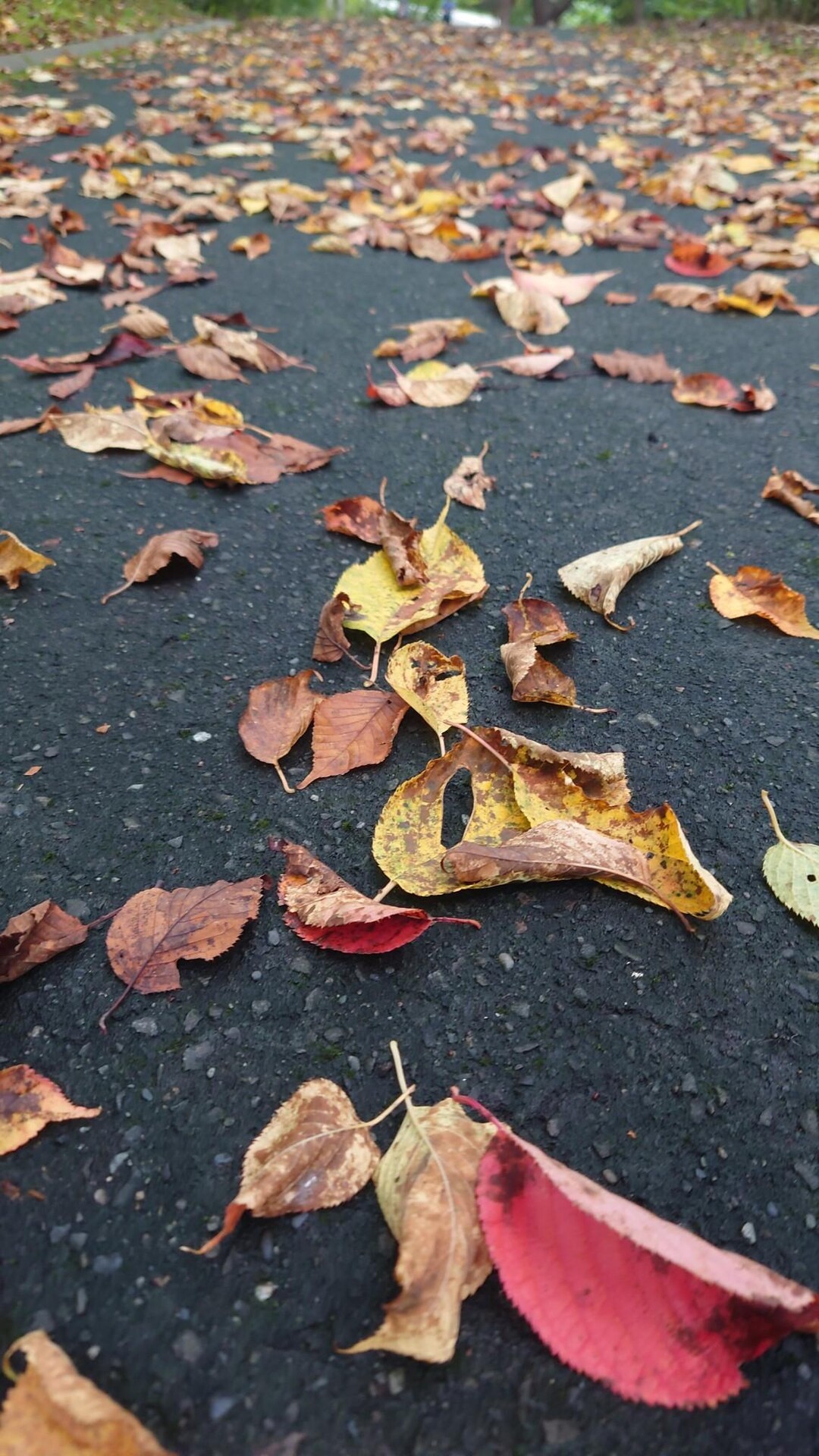 旭山記念公園🚶‍♀️ / makyさんの藻岩山の活動データ | YAMAP / ヤマップ