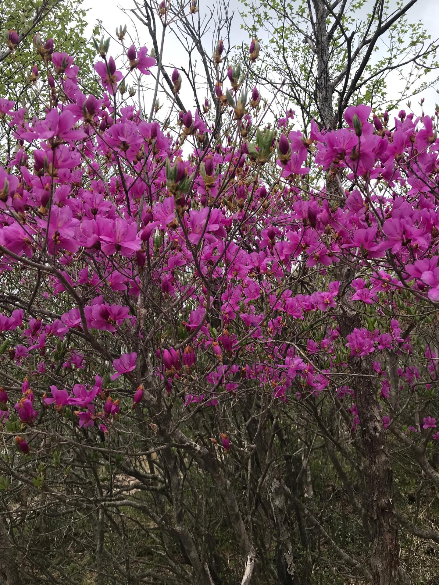小地蔵岳・長七郎山・北山 / FD3Sさんの赤城山・黒檜山・荒山の活動日記 | YAMAP / ヤマップ