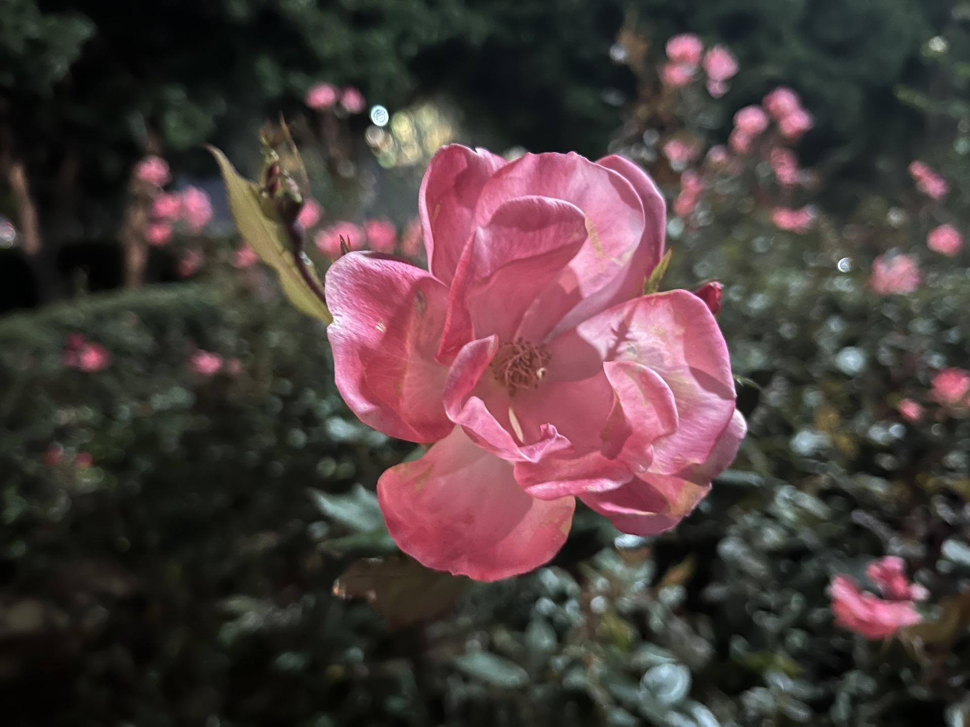 鍋割山・塔ノ岳から3日経つけど 登った翌... / Rさんのモーメント | YAMAP / ヤマップ