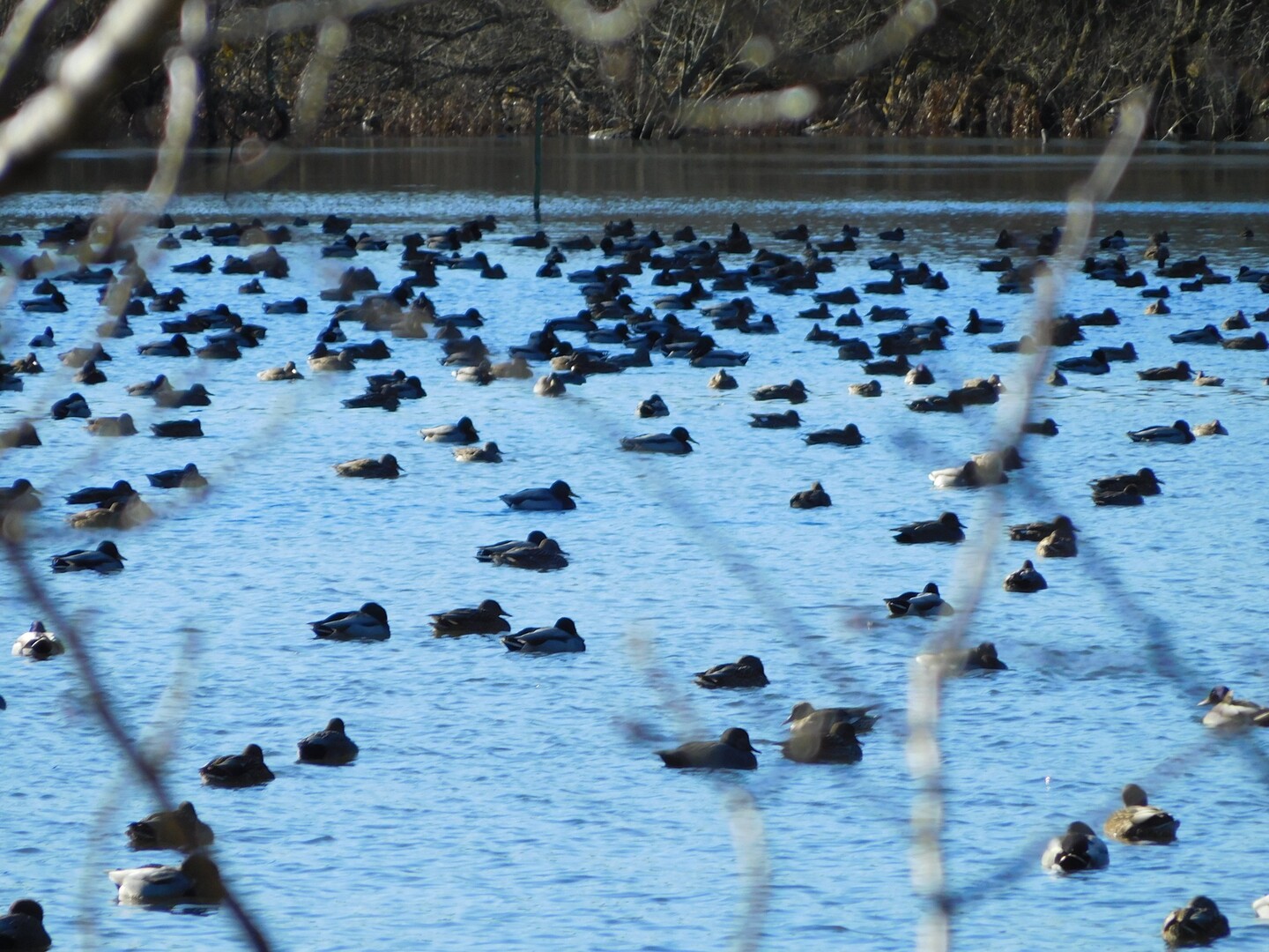 里山逍遥(宍塚大池) / RYUICHIさんのウォーキングの活動データ | YAMAP / ヤマップ