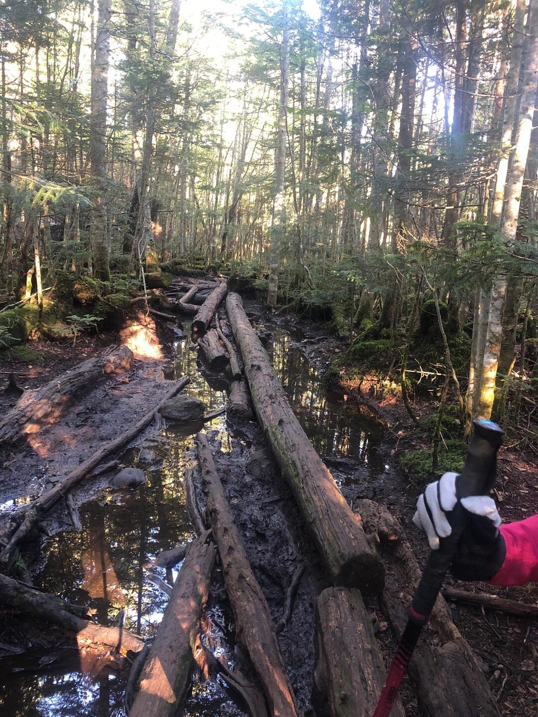 nomotyさんの投稿したフィールドメモ | YAMAP / ヤマップ