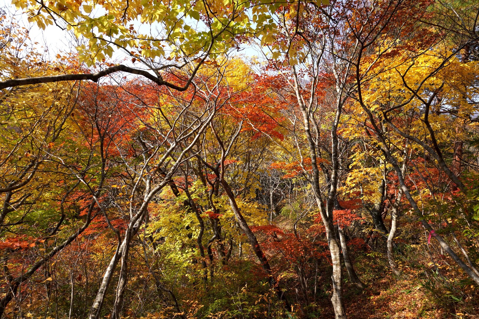 八方山まで至らず長根崎山 / mirinさんの八方山の活動データ | YAMAP / ヤマップ
