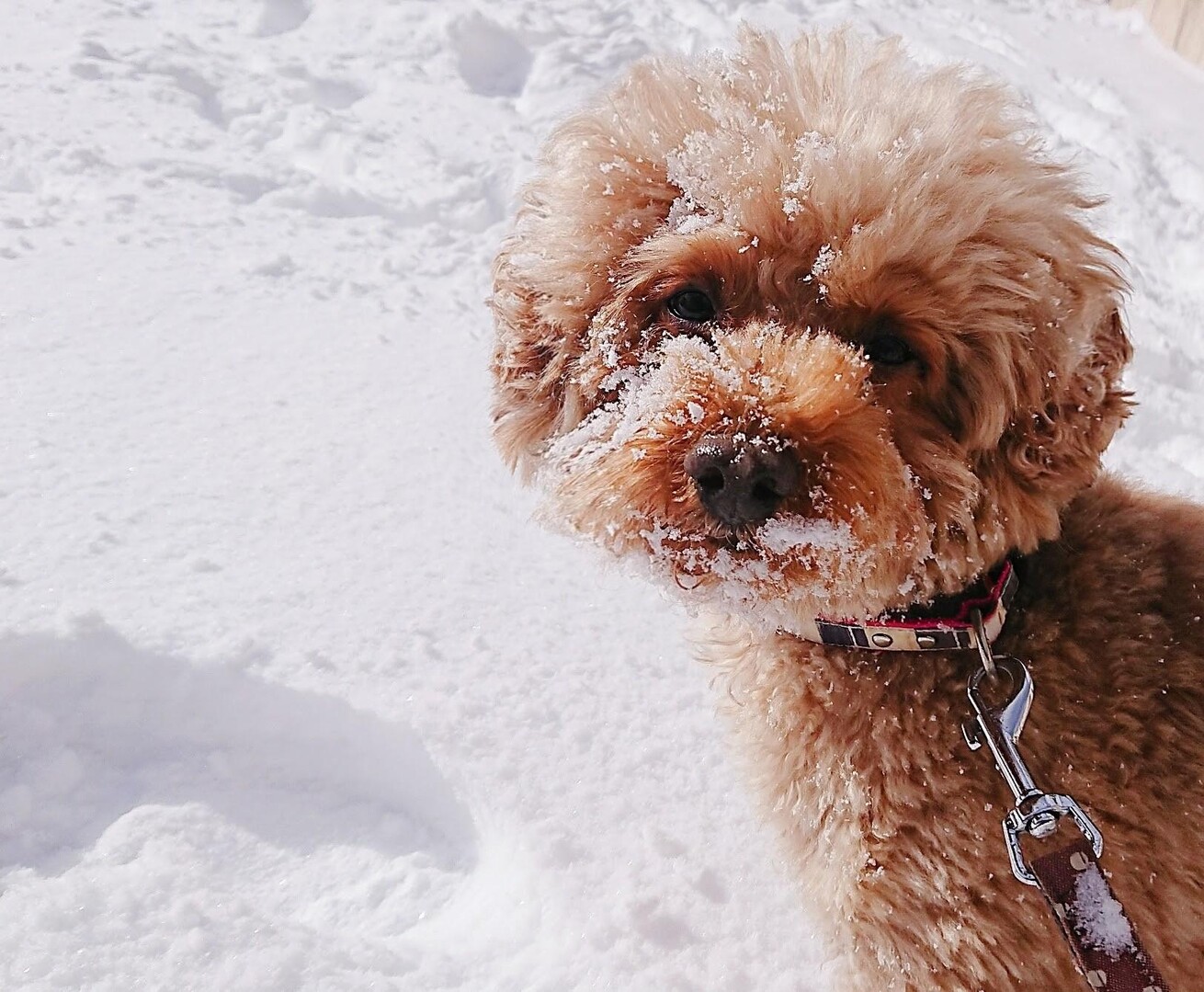 今朝の最低気温－9℃ってどんだけ〰️☝ ... / tomo⚓さんのモーメント | YAMAP / ヤマップ
