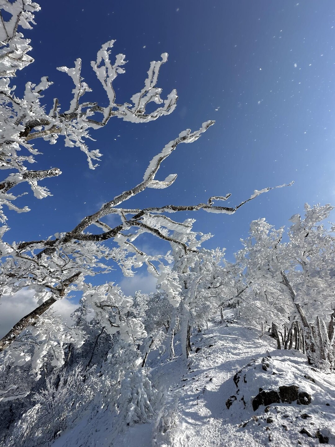 ｴｯ?あの日の彼女と高見山で奇跡の再会🤩🎯 / mariさんの高見山・黒石山・天狗山の活動データ | YAMAP / ヤマップ