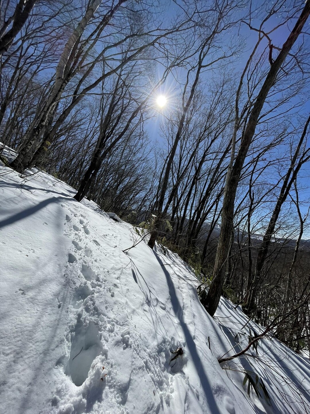 黒姫山-戸隠スキー / Yuminaさんの黒姫山の活動データ | YAMAP / ヤマップ