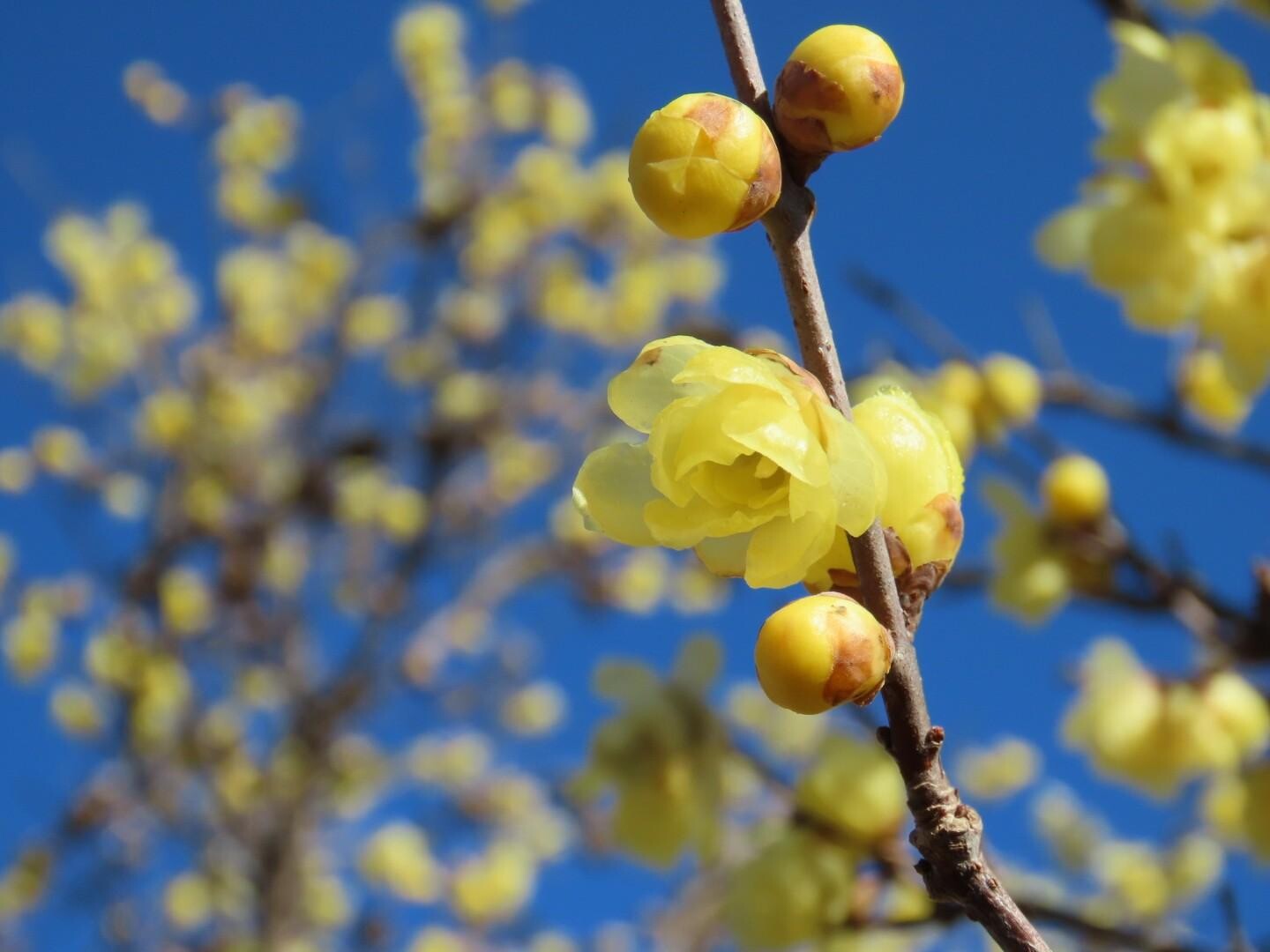 乙女山 / mamiさんの金剛山・二上山・大和葛城山の活動データ | YAMAP / ヤマップ
