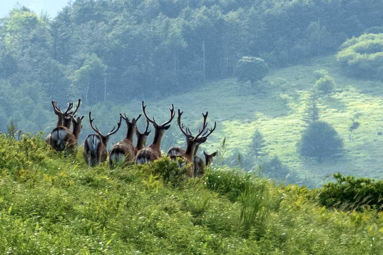 鹿の大群 先日車山で同時に鹿の大群を4... / yama walkerさんのモーメント | YAMAP / ヤマップ