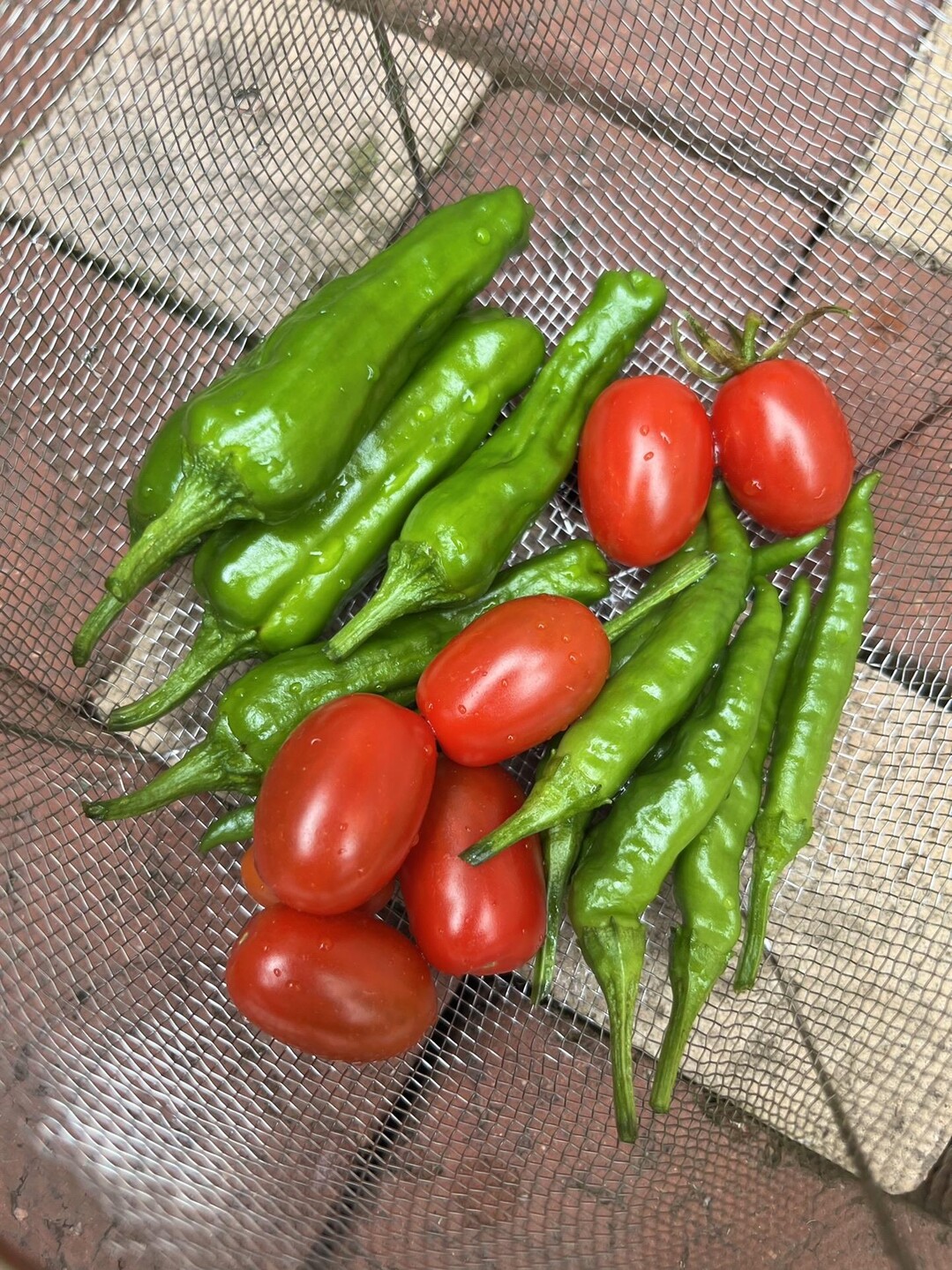 最近山に行けてないので、収穫のご報告 唐... / steepbrewさんのモーメント | YAMAP / ヤマップ