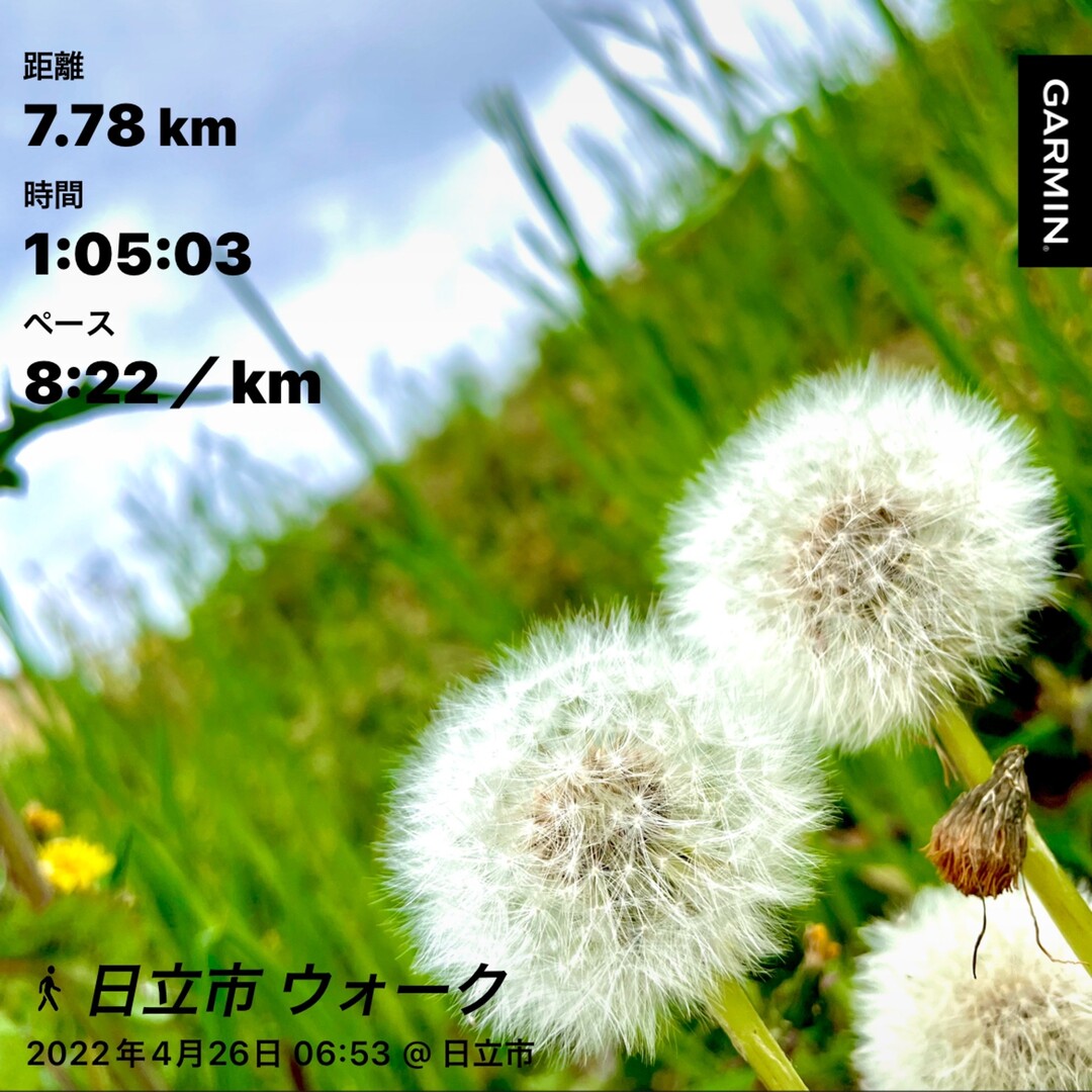 仕事前のウォークで見つけた 綿毛ダブル... / ma-sa45さんのモーメント | YAMAP / ヤマップ