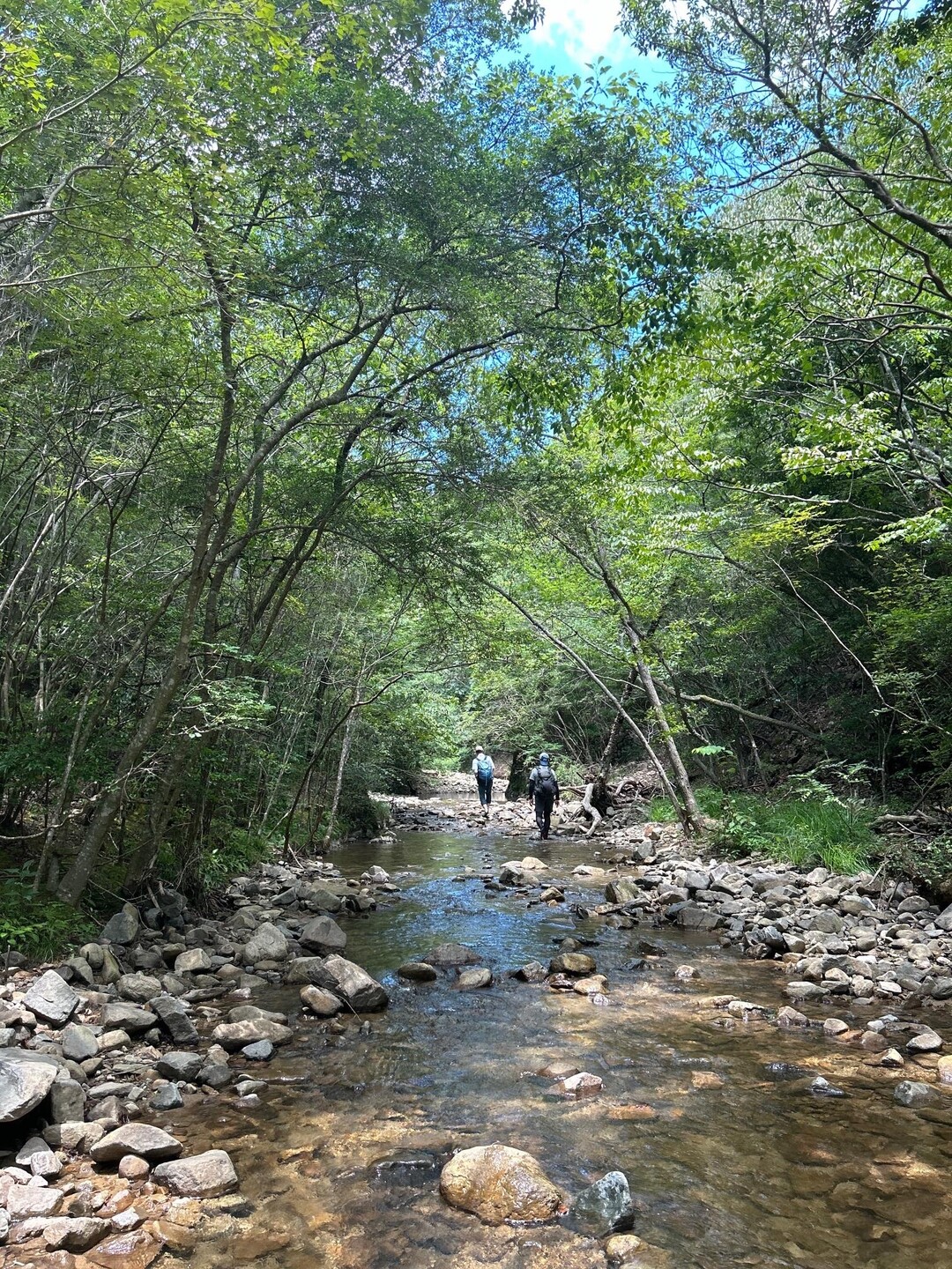 日曜日は希少なお花を見に行ってきました。... / rumicoさんのモーメント | YAMAP / ヤマップ