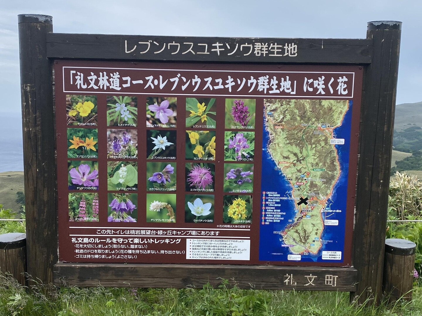 礼文島 レブンウスユキソウ群生地 / shuさんの礼文島の活動データ | YAMAP / ヤマップ