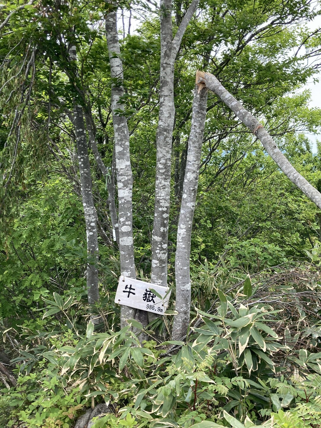 牛岳 リハビリ山歩 / らいちょう さんの高清水山・高落場山・八乙女山の活動データ | YAMAP / ヤマップ