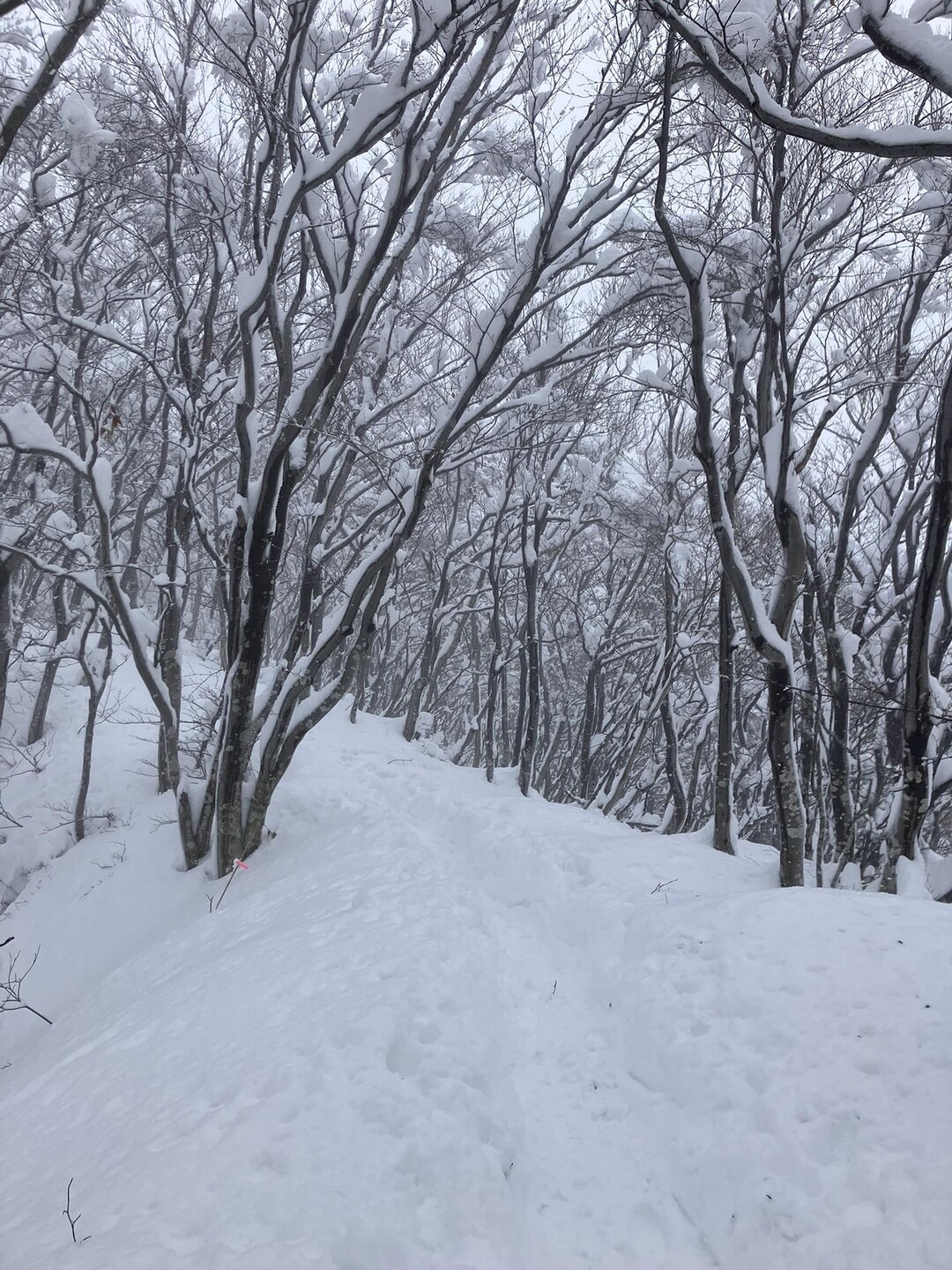 三ノ峰 / kiku._.yokoさんの五頭山・菱ヶ岳・宝珠山の活動日記 | YAMAP / ヤマップ