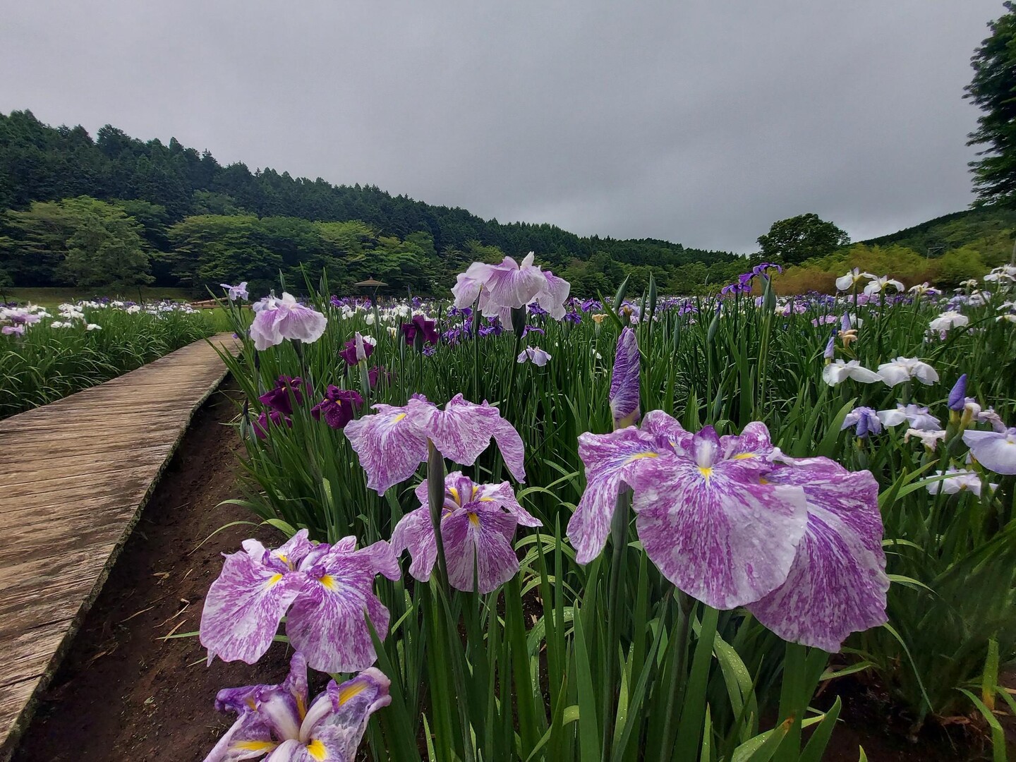 小鹿山・大将軍山・棟岩尾 / Jasperさんの小鹿山の活動データ | YAMAP / ヤマップ