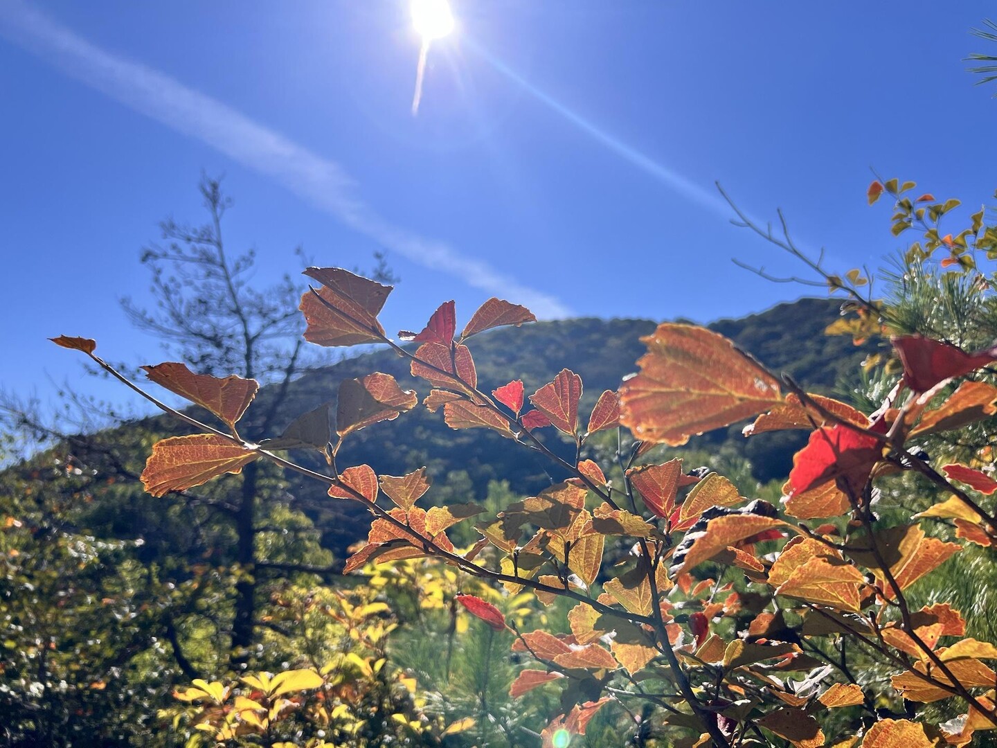 国上山 / 29sukiさんの弥彦山・多宝山・雨乞山の活動データ | YAMAP / ヤマップ