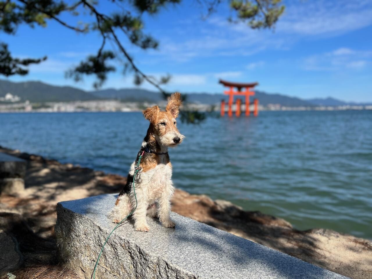 宮島 弥山・駒ヶ林 / masa omoさんの宮島（厳島）・弥山の活動データ | YAMAP / ヤマップ