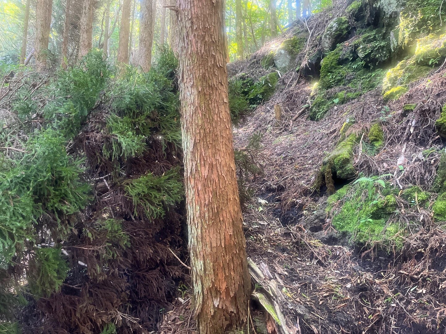 Tazさんの投稿したフィールドメモ | YAMAP / ヤマップ