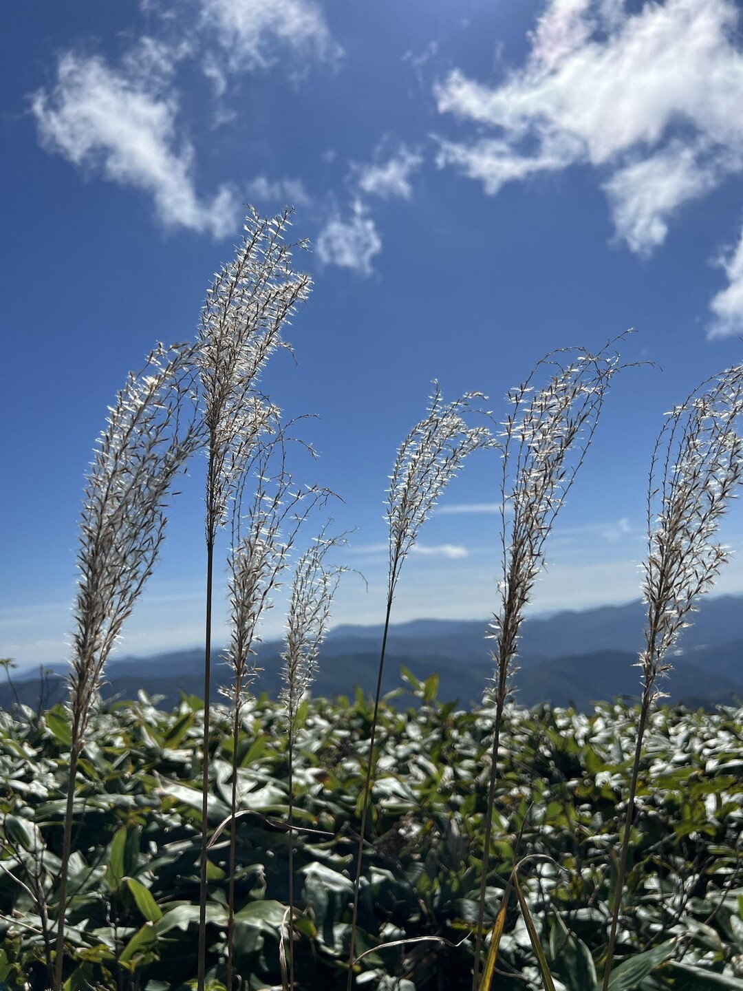 やっぱり素敵なお山⛰️(♡´ `♡)十方山・奥三ツ倉・前三ツ倉・藤十郎・丸子頭 / megさんの十方山の活動データ | YAMAP / ヤマップ