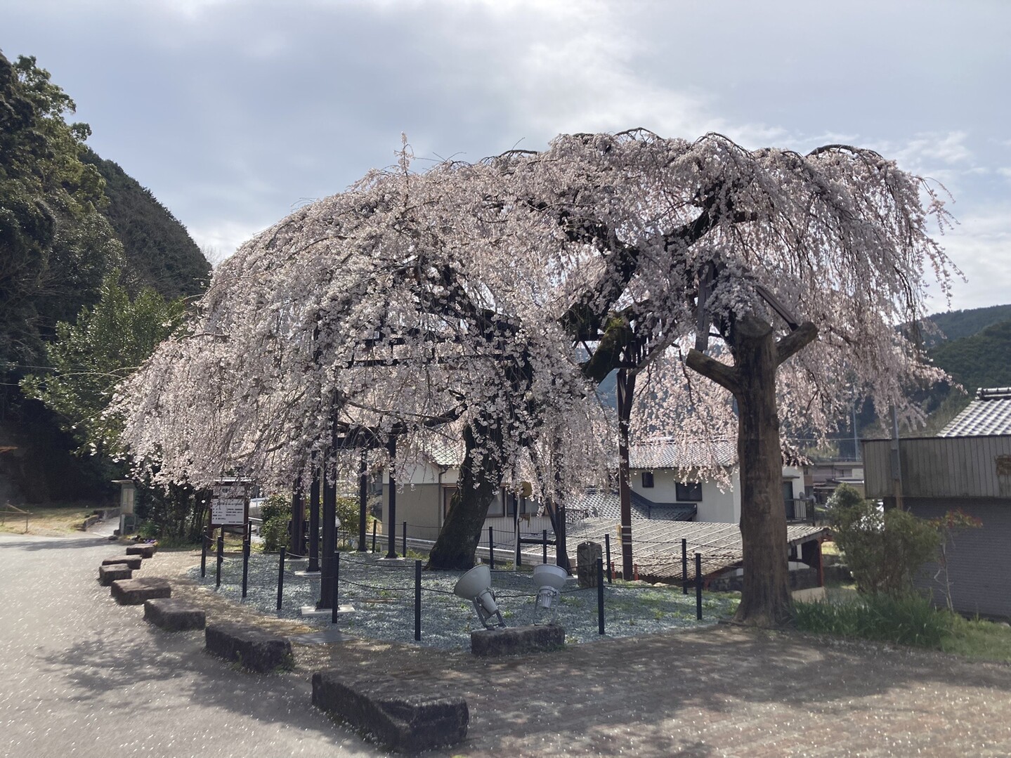 大紀町柏崎の枝垂れ桜🌸が満開とのことで... / kaz330さんのモーメント | YAMAP / ヤマップ