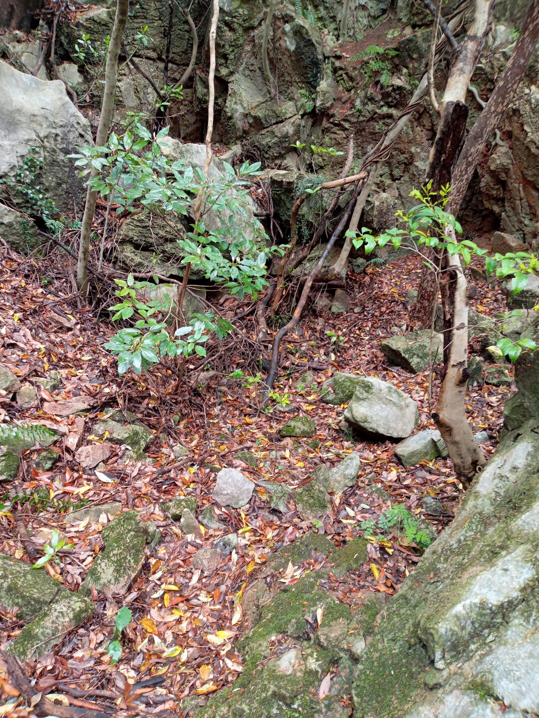 Osa-n43さんの投稿したフィールドメモ | YAMAP / ヤマップ