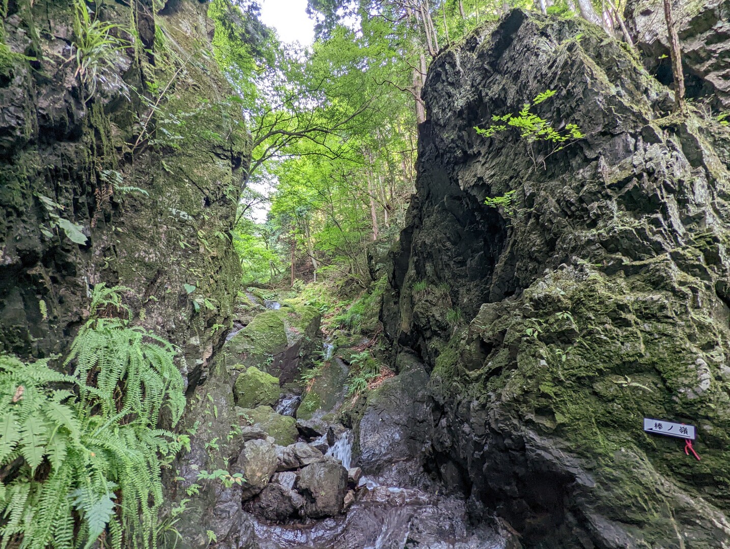 山の日なので息子と棒ノ嶺(棒ノ折山) / mz37さんの棒ノ折山（棒ノ嶺）の活動日記 | YAMAP / ヤマップ