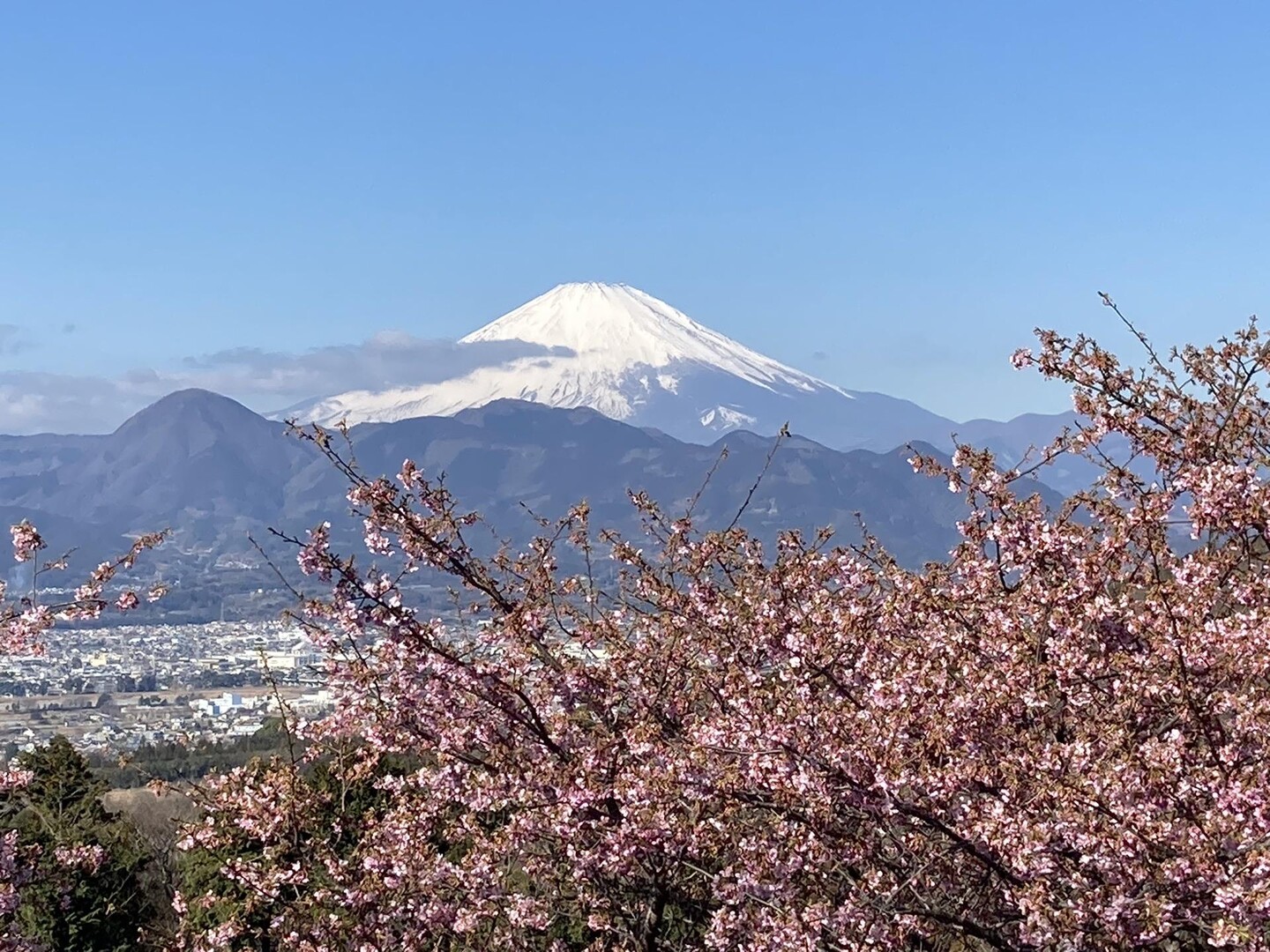 もう早咲きの桜の季節。 / koyunisoさんのモーメント | YAMAP / ヤマップ