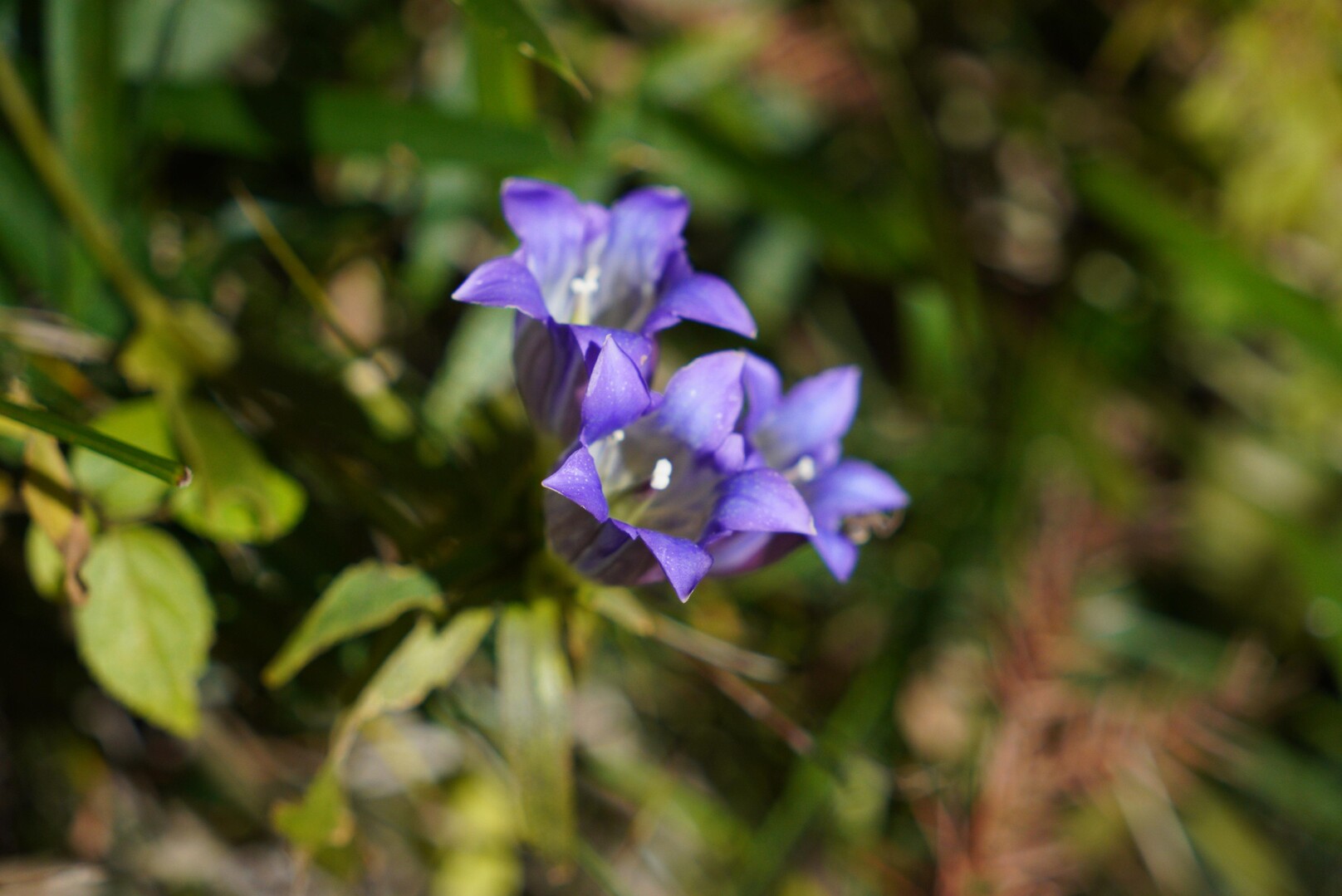 公園のリンドウ / you_recoさんのウォーキングの活動データ | YAMAP / ヤマップ