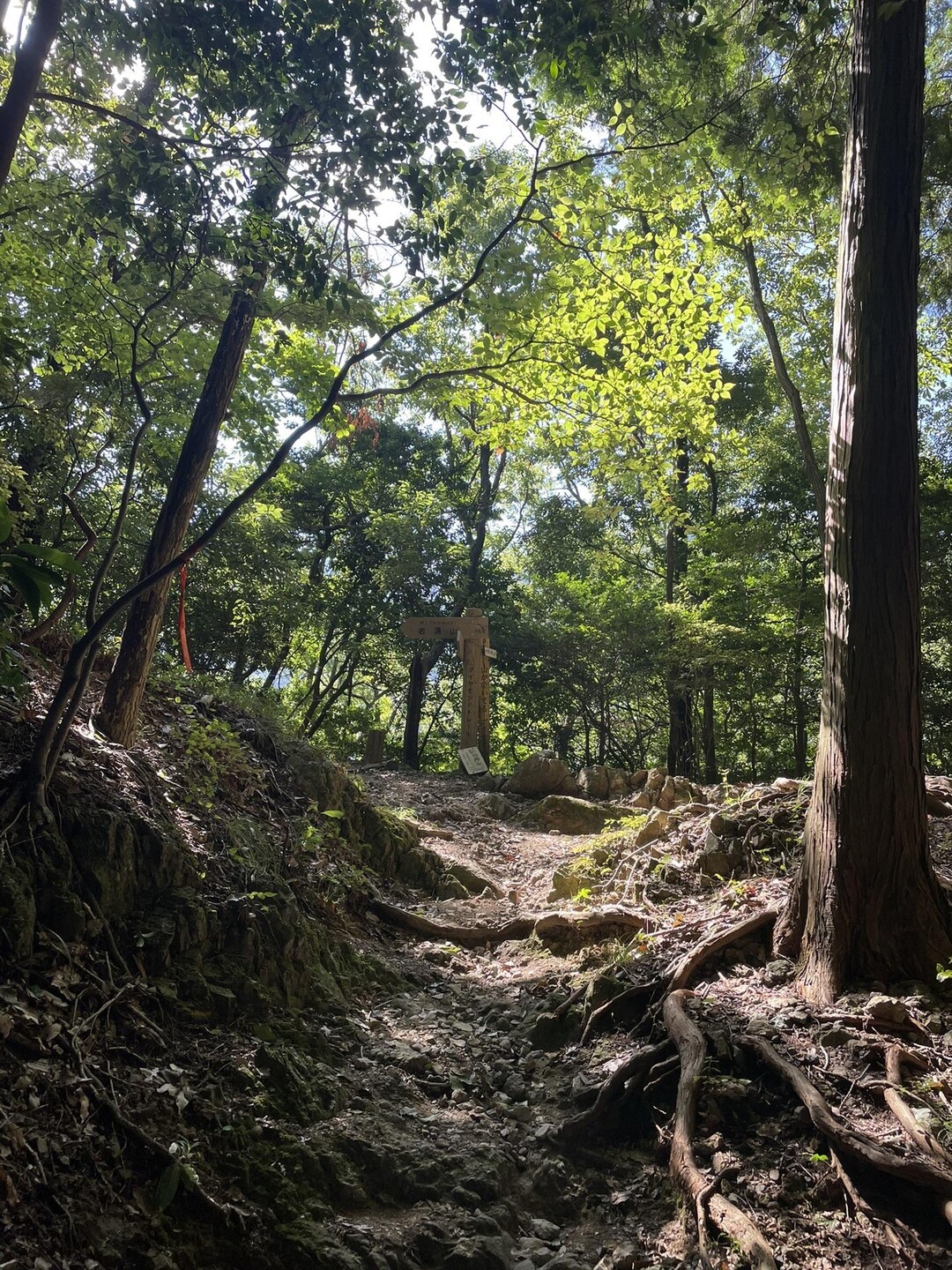登り始めの分岐です。木漏れ日に見惚れてし... / ysユーザーさんのモーメント | YAMAP / ヤマップ
