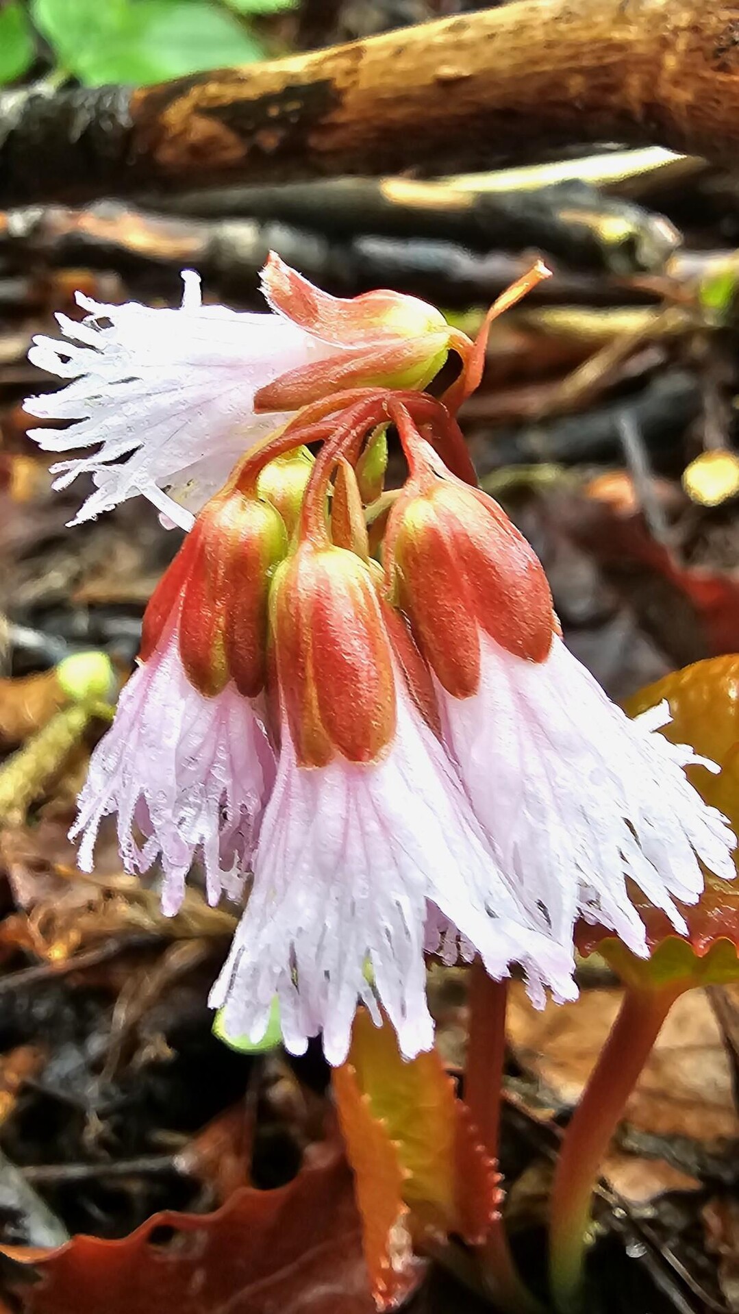 奥大山(木谷登山口～キリン峠～) / tabaじいさんの大山・甲ヶ山・野田ヶ山の活動データ | YAMAP / ヤマップ